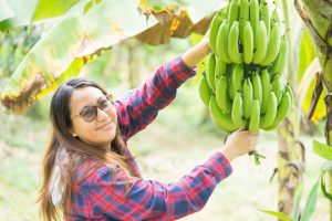 How Can Banana Value Chains Become More Sustainable? - CSCP gGmbH